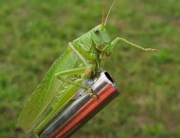 Banjaluku preplavili zeleni skakavci