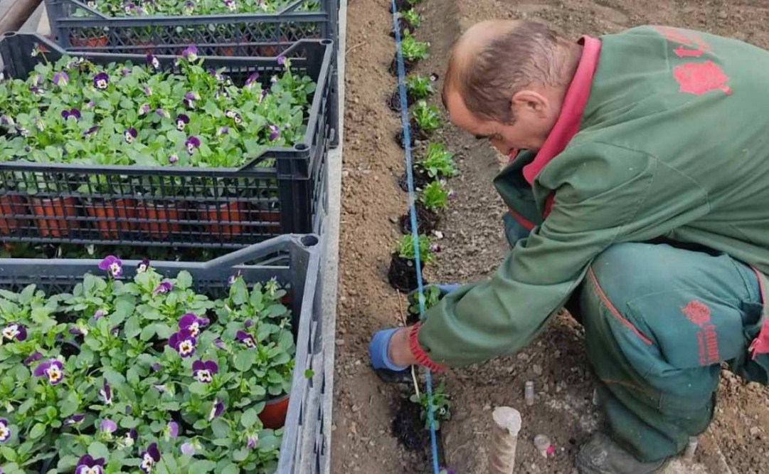 Počela jesenja sadnja cvijeća: 15.000 cvjetova za ljepši grad