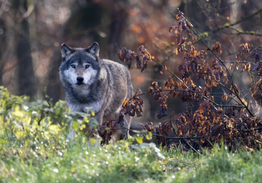 “Ovaj vuk nije bio sam”: Opasna zvijer na farmi udavila kozu i četiri psa čuvara