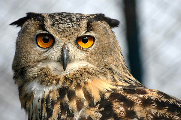 Za uznemiravanje sova kazne do 9.000 evra