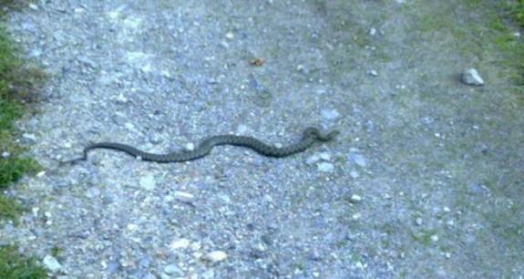 Zmija otrovnica u centru Banjaluke