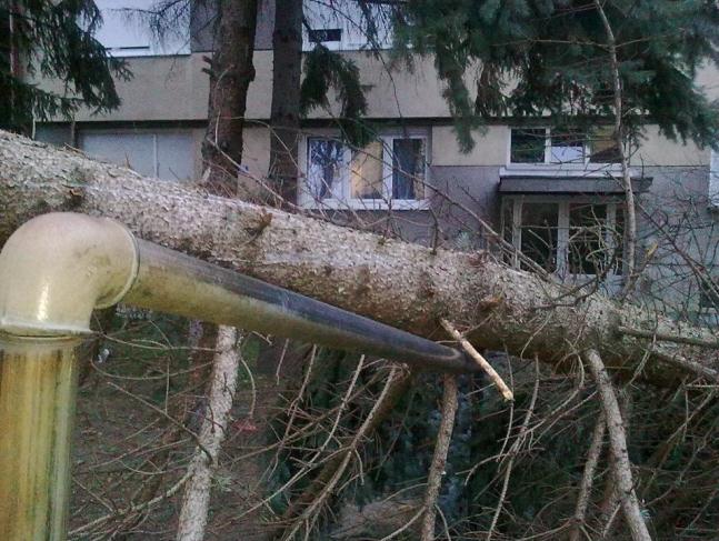 Vjetar oborio drvo ispred zgrade (Foto)