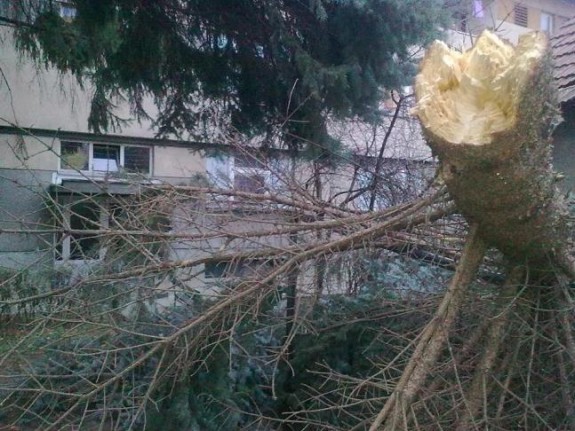 Vjetar oborio drvo ispred zgrade (Foto)