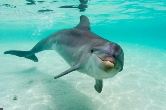 Moguća komunikacija sa delfinima?!