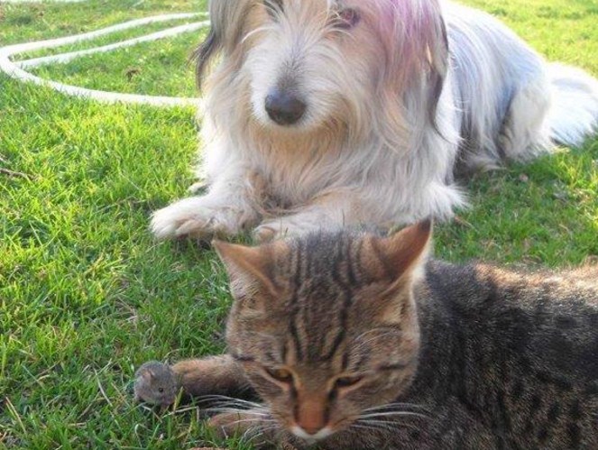 Pas, mačka i miš – najbolji prijatelji! (Foto)