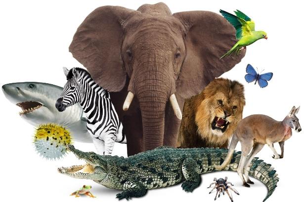 Znate li koja je životinja najbrža na svijetu?