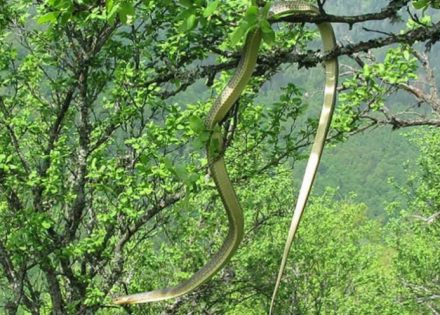 Ogromna zmija iznenadila planinare iz Užica (Foto)