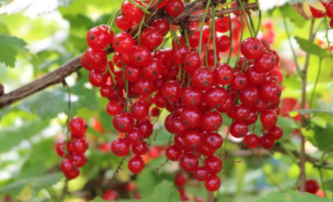 Ribizla mijenja brojne lijekove