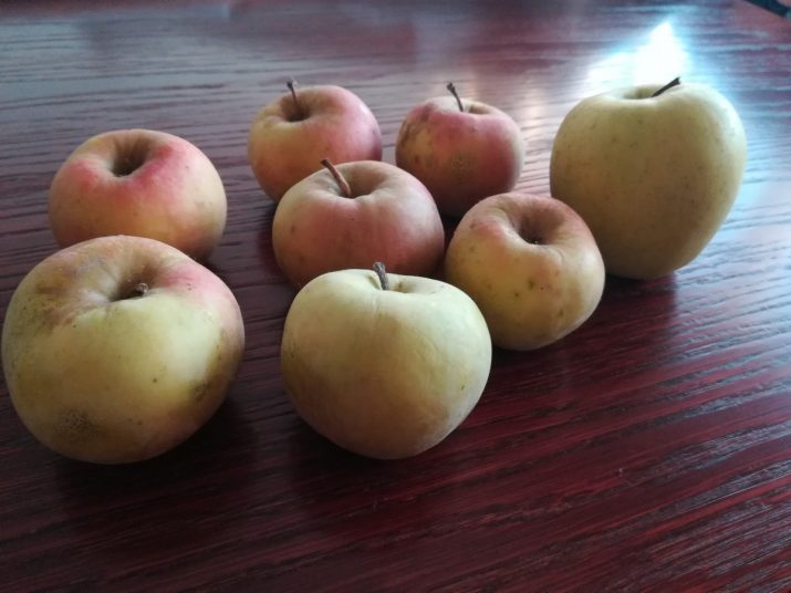 Dunja Pejić: Salatica jeste obustavila proizvodnju, ali vjerujem da je ...