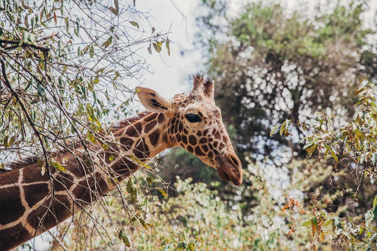 Priča o žirafi Kiko (Foto)