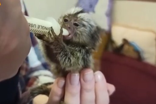 Najmanji majmun na svijetu živi u Rusiji (Video)