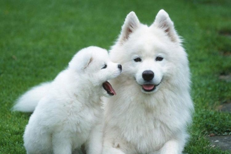 Ove rase pasa su najbolje za život u stanu