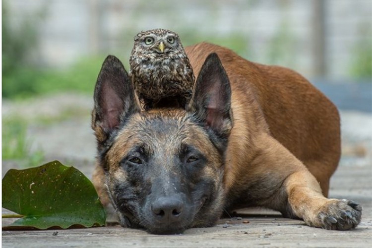 Pas i sova najbolji drugari