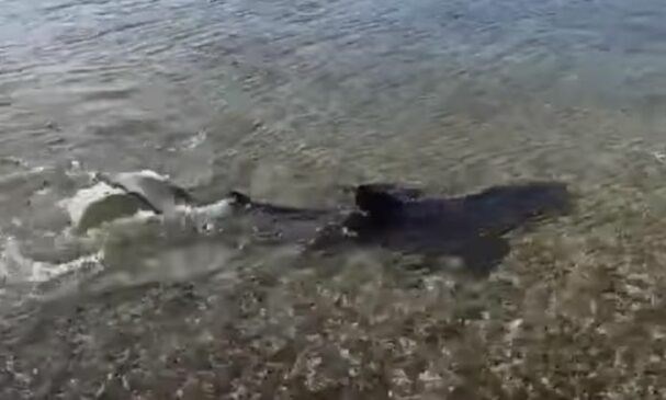 Ajkula snimljena u plićaku u Hrvatskoj (Video)