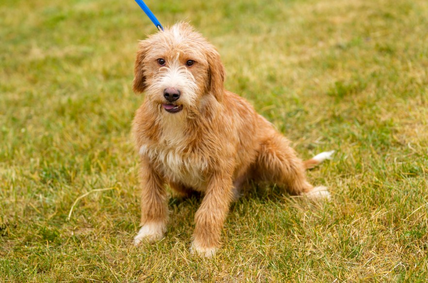 U azilu na Manjači ponovo Dan otvorenih vrata