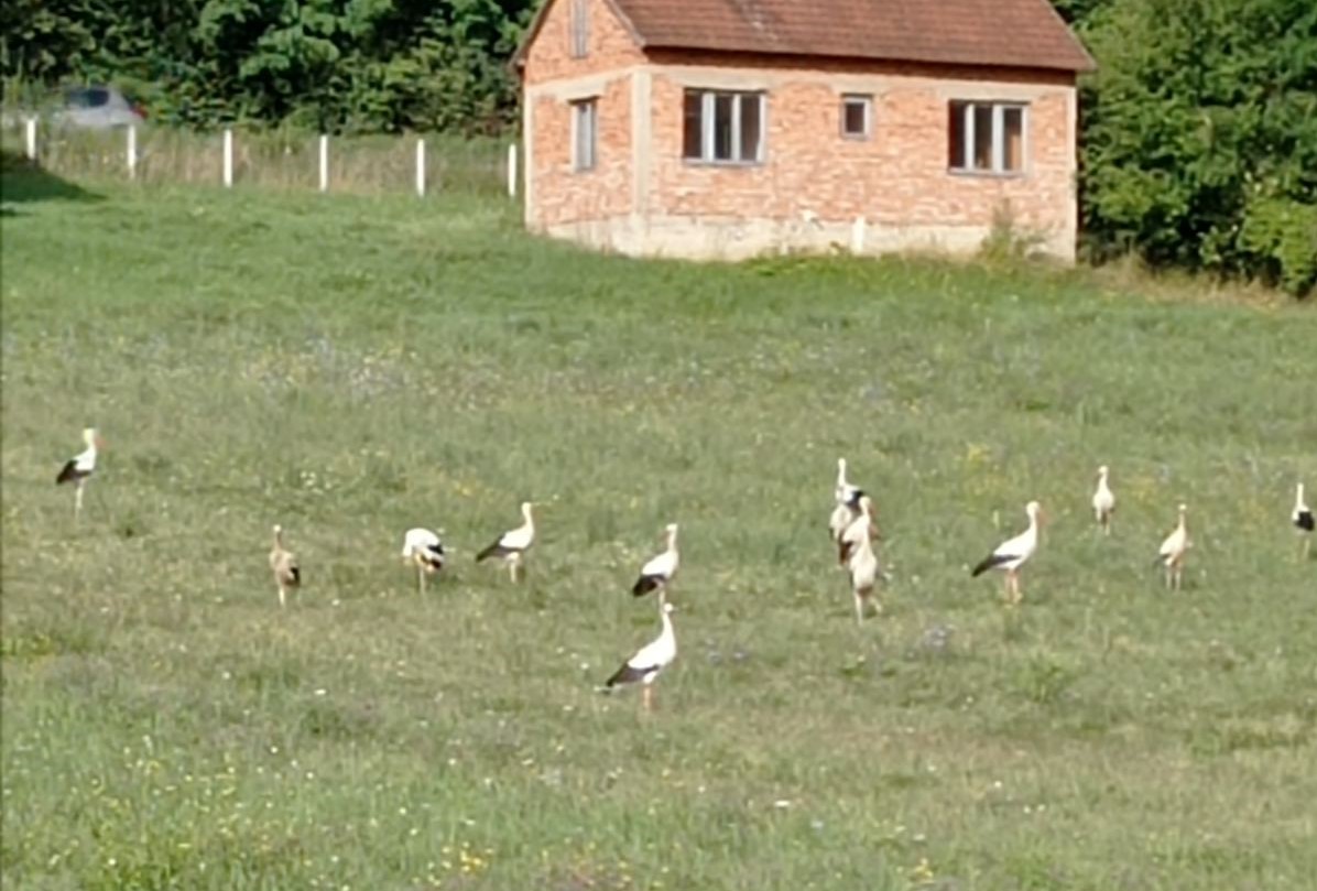 Vratile se rode (Foto/Video)