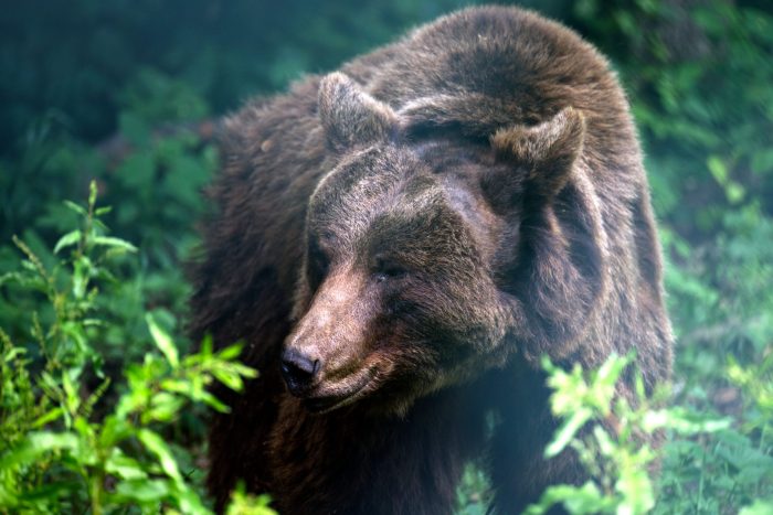Narodno vjerovanje: Medvjed na Sretenje otkriva koliko će zima trajati