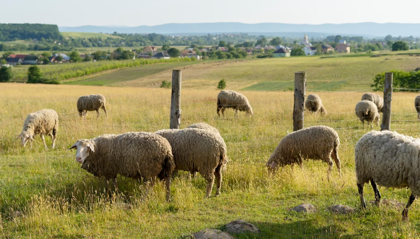 Ubio pse koji su mu davili ovce, optužen zajedno sa sinom