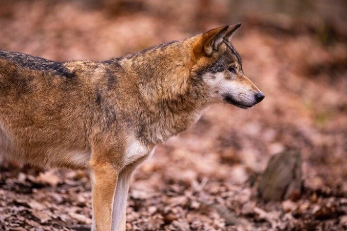 U Bosni i Hercegovini živi jedna vrsta vuka: Znate li gdje ih ima najviše?