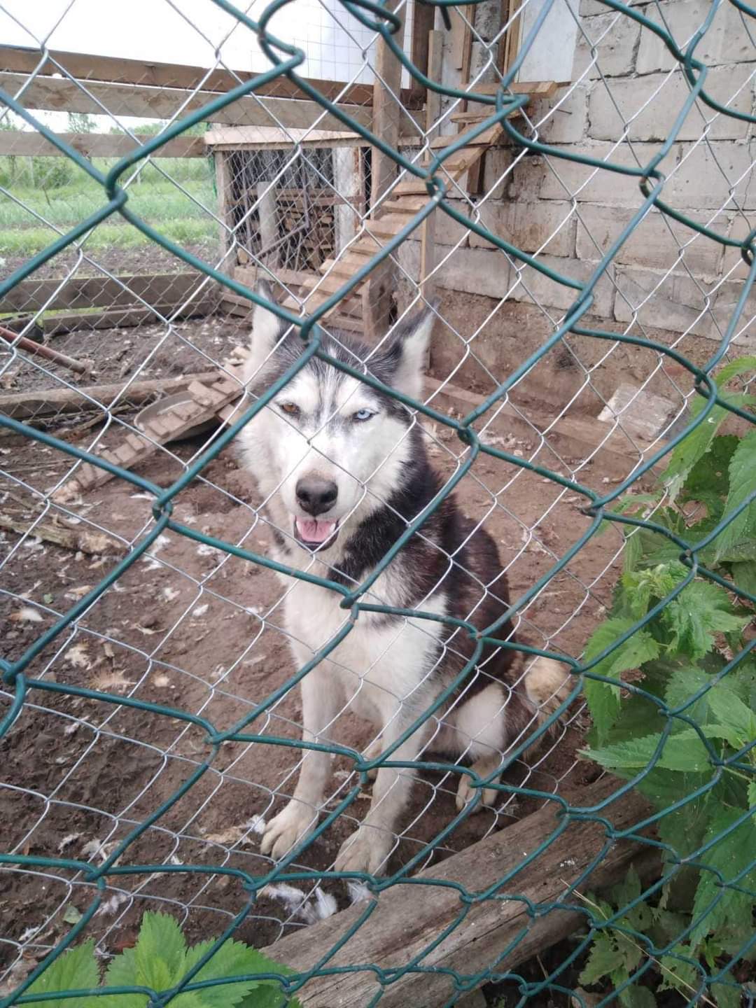 Haski očajan od gladi podavio kokoške: Vlasnik koka mu oprostio
