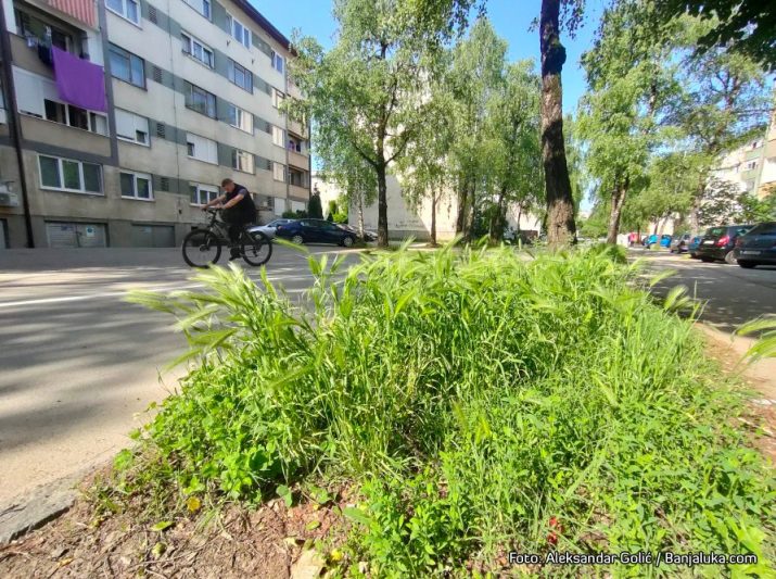 Obilićevo zaraslo u travu, kiša pogodovala rastu (Foto)