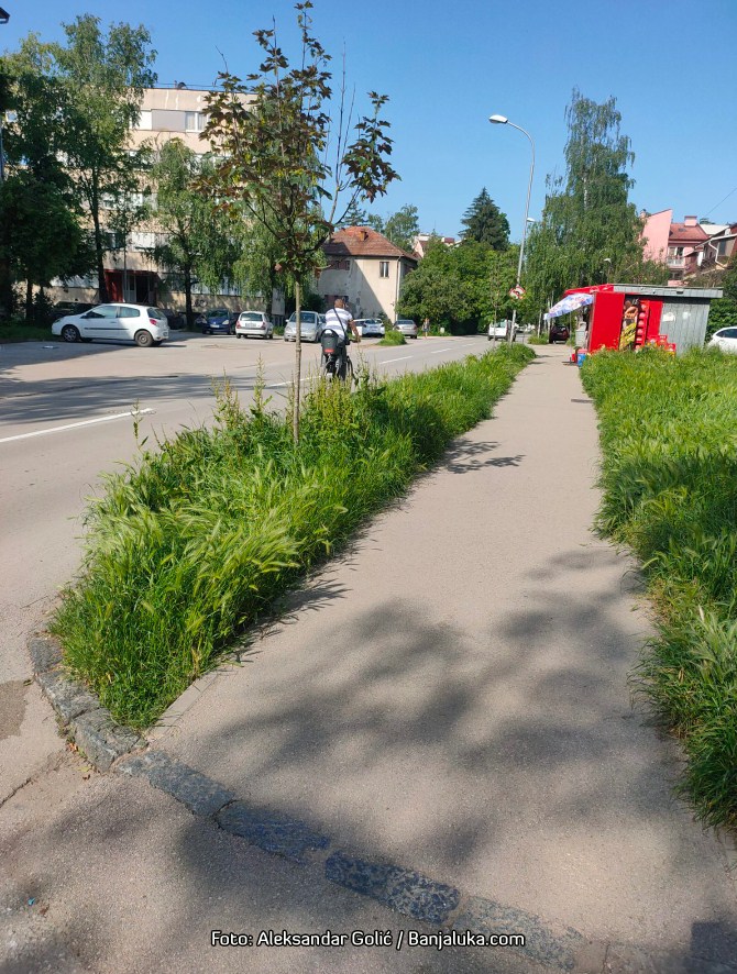 Obilićevo zaraslo u travu, kiša pogodovala rastu (Foto)