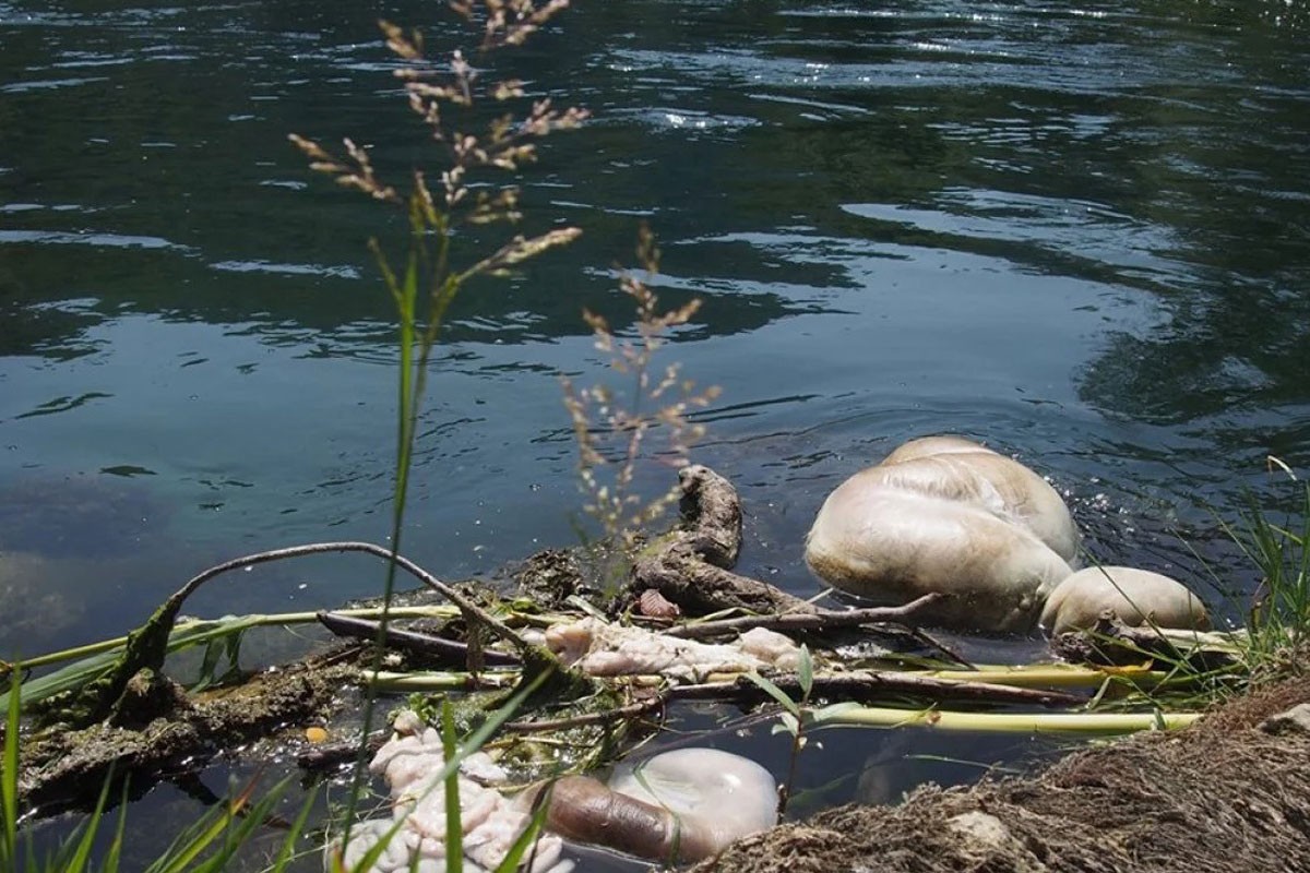 Teško utvrditi ko baca animalni otpad