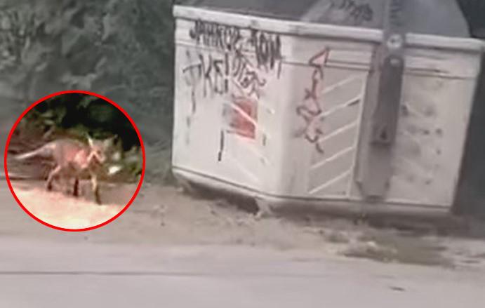 Lisica u banjalučkom naselju Obilićevo (Video)