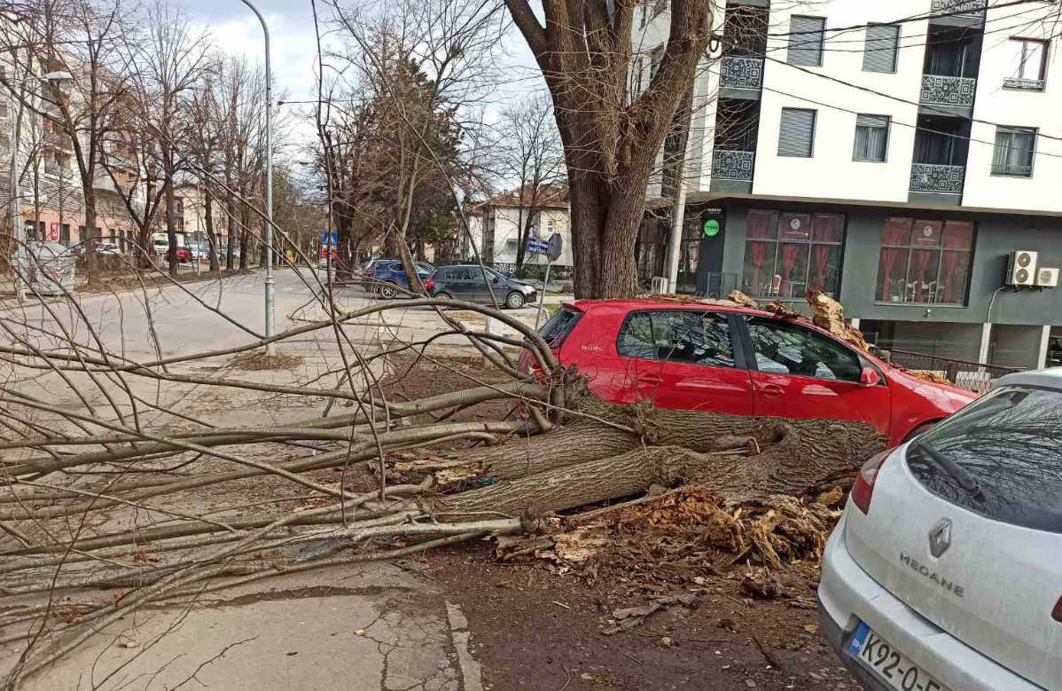 Vatrogasci intervenisali zbog oborenog drveća: Oštećeni automobili (Foto)